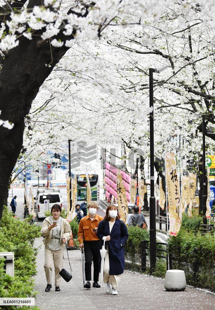 Cherry blossoms in Tokyo | Imagelinkglobal ILG: Product: ILEA001216601 ...